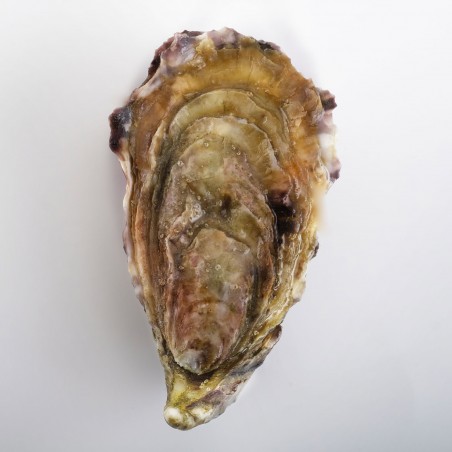 Huîtres n°4 – Huître Fine – Les Jardins Ostréicoles de Tatihou