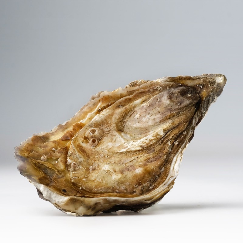 Huîtres n°4 – Huître Fine – Les Jardins Ostréicoles de Tatihou